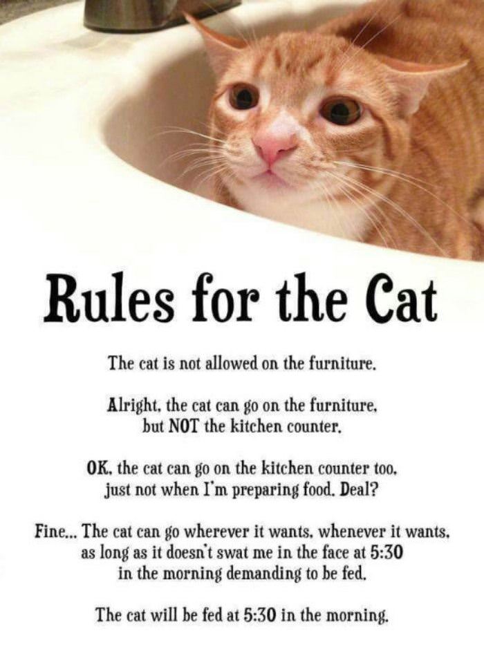 Rules For The Cat Rules For The Cat
