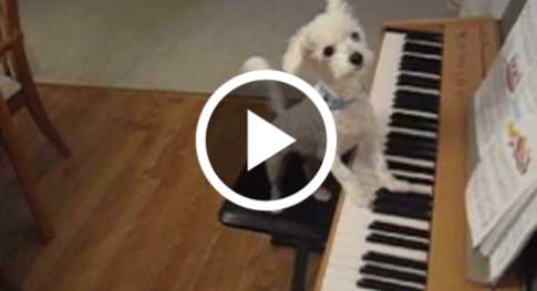 Dog Singing And Playing Piano