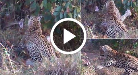 Two Leopards Vs A Python