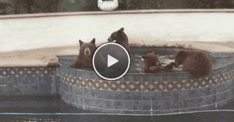 Just chillin in the pool274 | Gifs