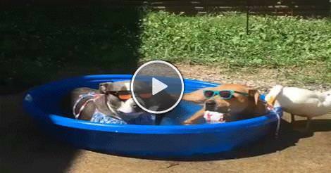 Just chillin in the pool | Gifs