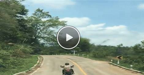 a jumping snake attack | Gifs