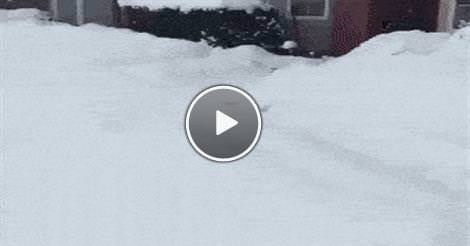 an awesome dog playing in deep snow | Gifs