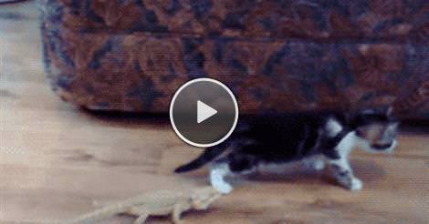 cat vs lizard | Gifs