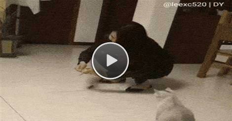 chase that mouse | Gifs