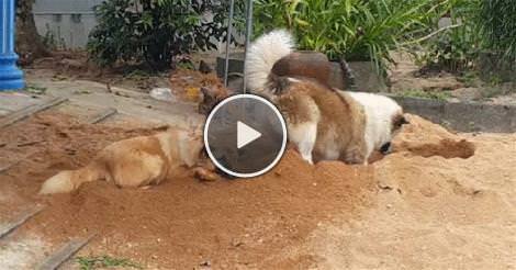 digging in the sand | Gifs