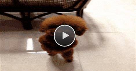 dog doing the cha cha | Gifs