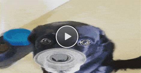 fidget spinner dog | Gifs
