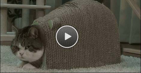 funny cats playing | Gifs