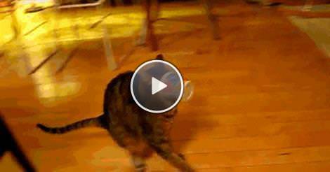 help i is stuck | Gifs