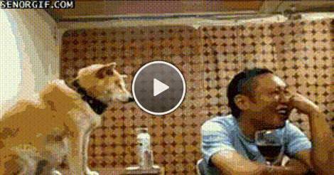 help me out dog | Gifs