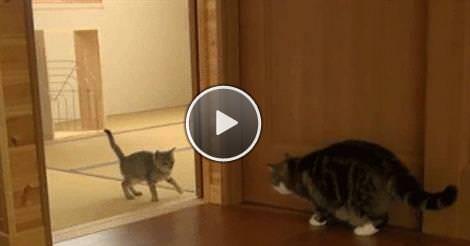 hopping around | Gifs