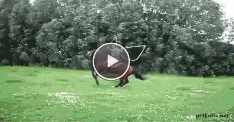 horse jump rope | Gifs