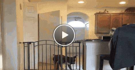 how to jump the gate | Gifs