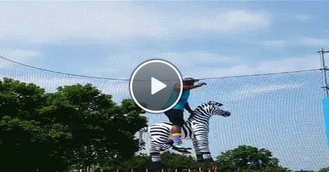 jumping zebra tricks | Gifs