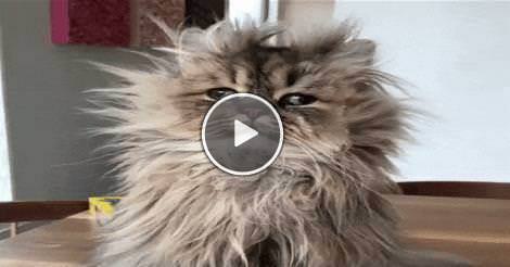 look at those fluffy ears | Gifs