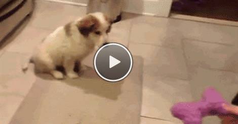 not great at fetch | Gifs