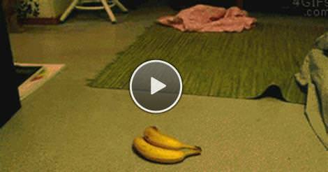 scary banana | Gifs