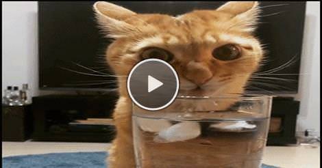 sippy sippy | Gifs