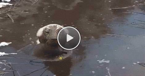 that is one muddy dog | Gifs