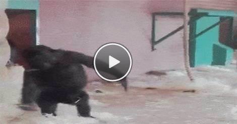 the dancing monkey | Gifs