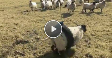 the flying sheep | Gifs