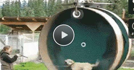 the running wheel | Gifs