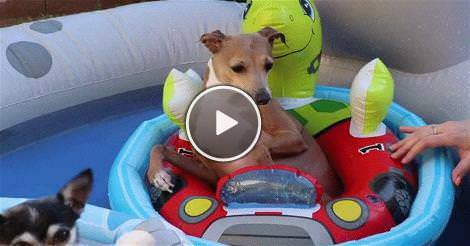 these dogs are just chillin | Gifs
