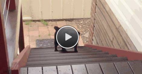 these stairs are taking forever | Gifs