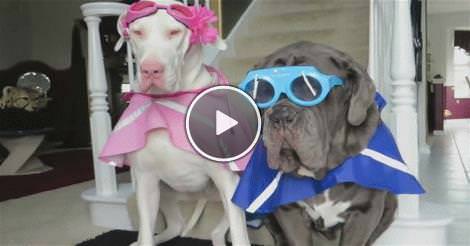 these super cool dogs | Gifs