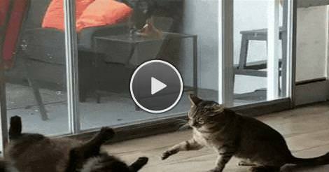this dog saves the day | Gifs