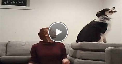 trust fall dog | Gifs