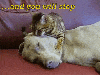 Cat Whispering Ideas To Sleeping Dog | Quipster