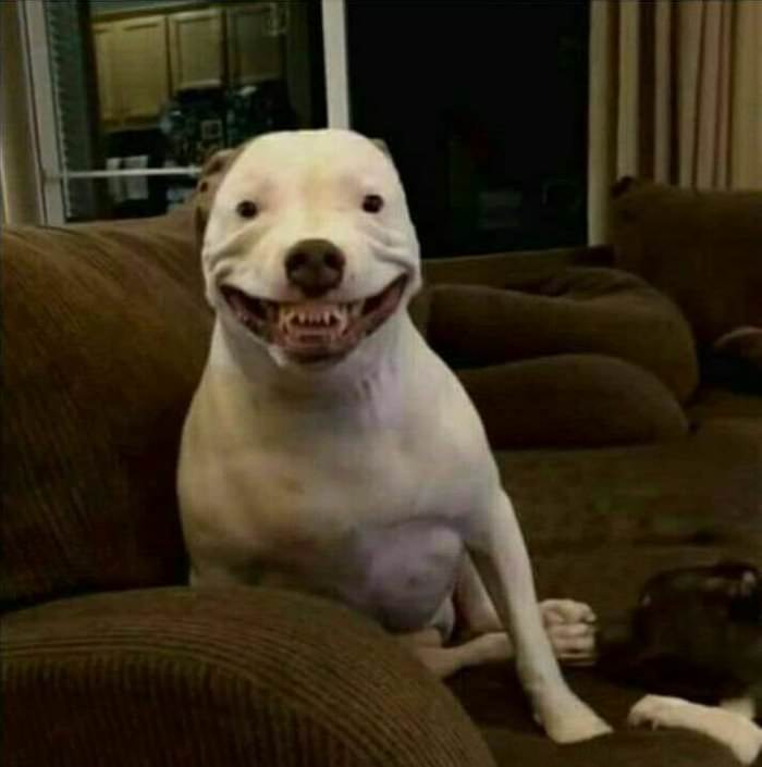 Does Not Bite 2 Does Not Bite 2