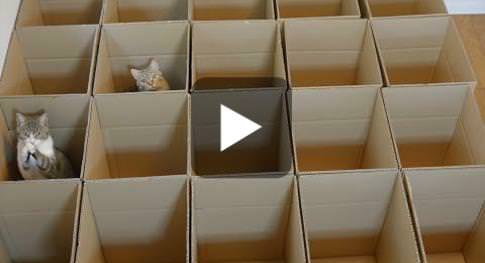 9 Cats With 20 Boxes
