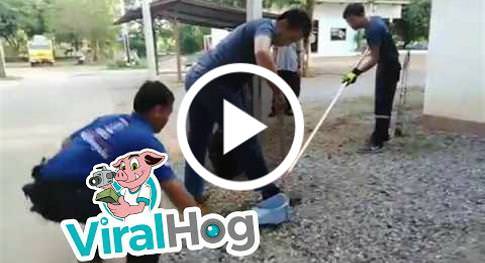 Funny Snake Catching Freak Out