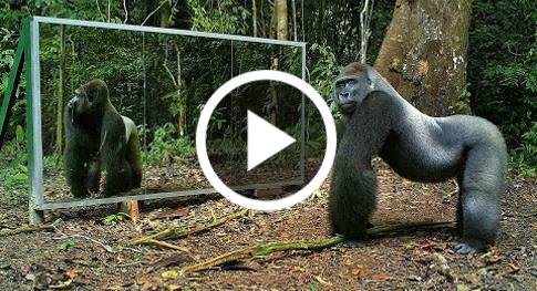 Animals Reacting To Reflection