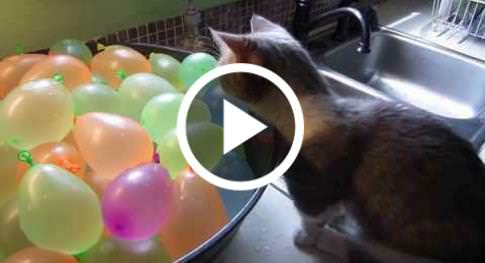 Cat Popping Water Balloons