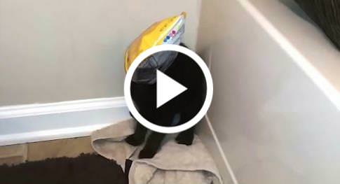 Cats Getting Stuck In Things Compilation