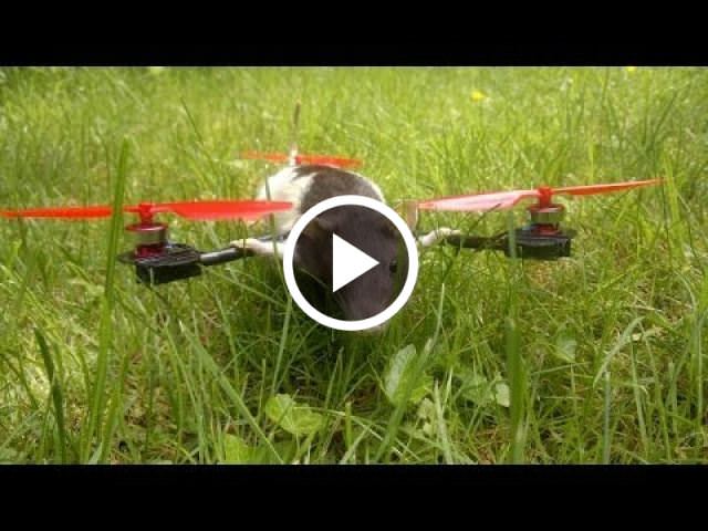 Flying Rat Copter