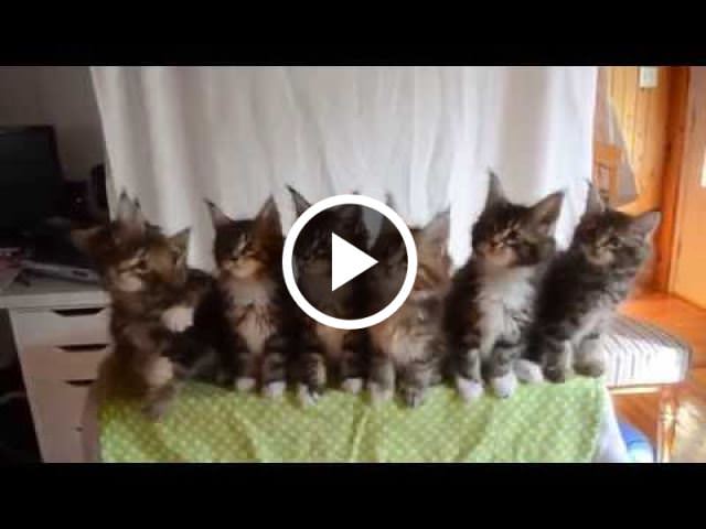 Head Bobbing Kittens