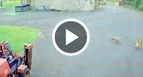 Hilarious Fox Chasing A Chicken