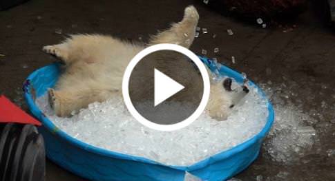 Polar Bear Playing In An Ice Pool