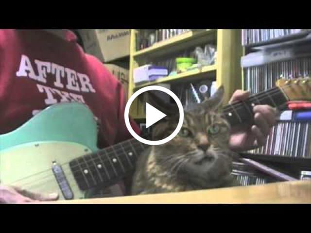 Snaggletooth cat bopping along