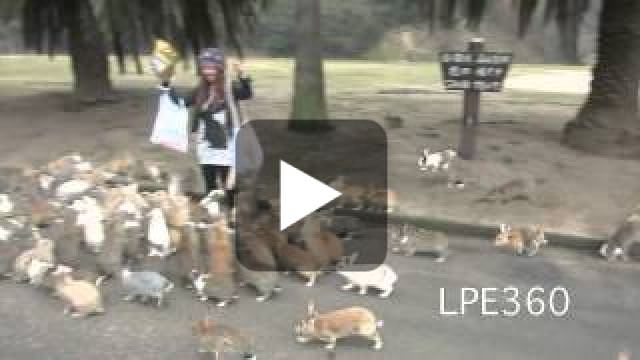 The Bunny Stampede