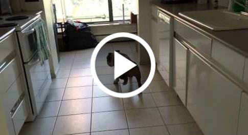 The Moonwalking Dog