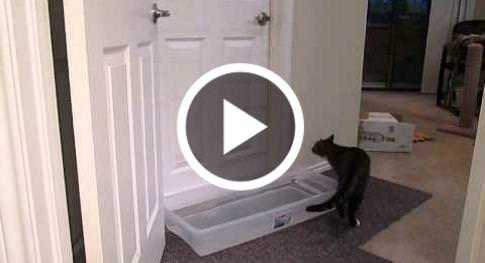 This Awesome Cat Opening Doors