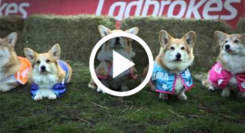 Worlds First Corgi Race